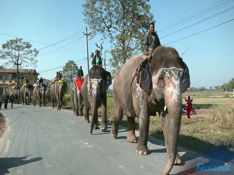 நேபாளத்தில் யானைத் திருவிழா.. பாரம்பரிய ஆடை அணிந்து நடனமாடிய இளம் ...