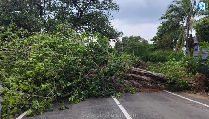 நெல்லை - நாகர்கோவில் நெடுஞ்சாலையோரம் இருந்த பழமையான ஆலமரம் முறிந்தது - Dinakaran
